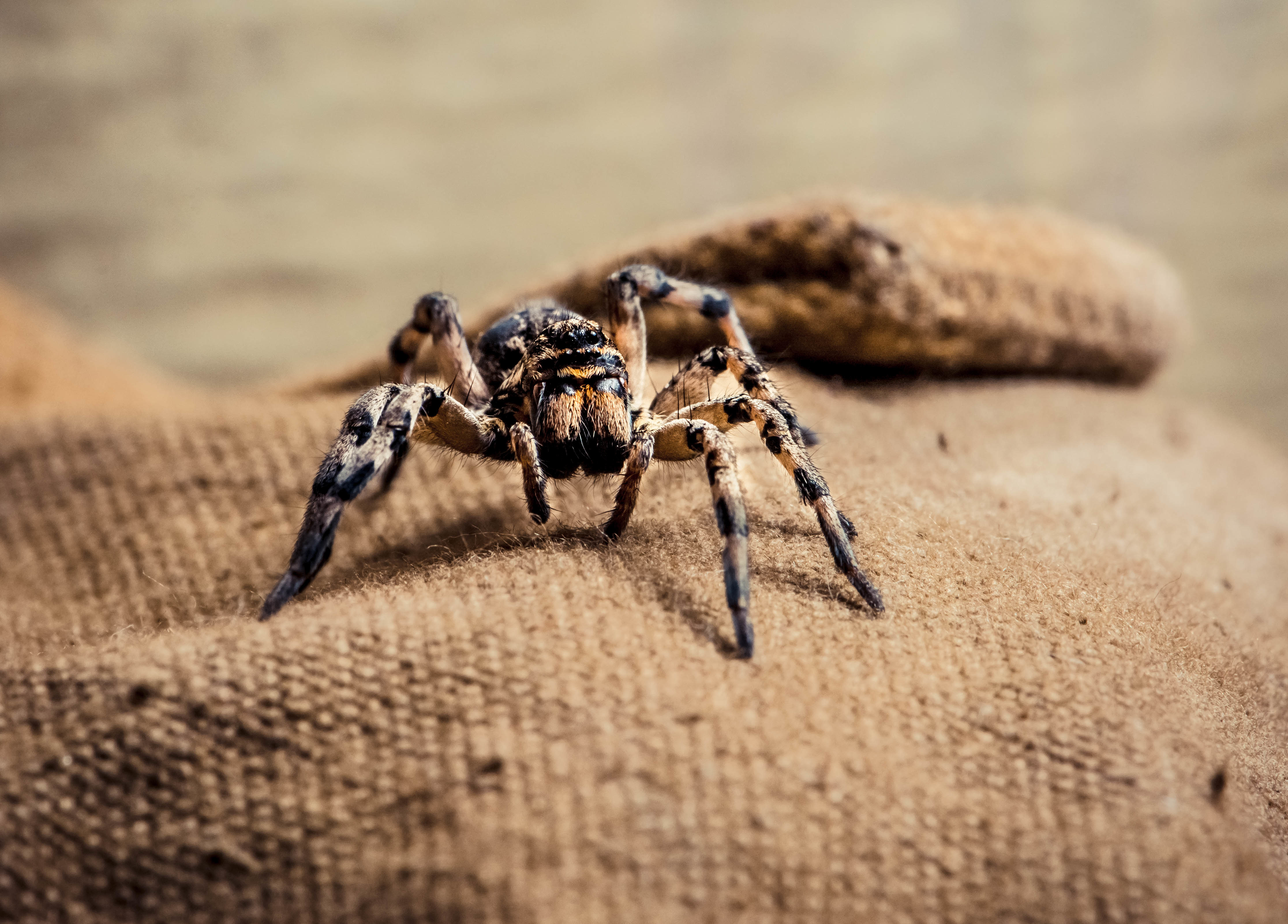 Arachnophobia - Fear of spiders | Anxiety.care